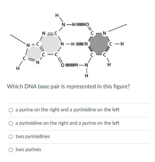 Which DNA base pair is represented in this figure? a | Chegg.com