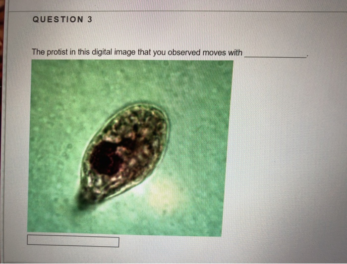 Solved QUESTION 3 The protist in this digital image that you | Chegg.com