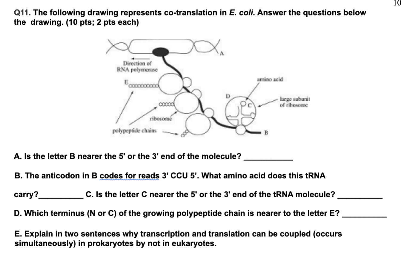 Solved Q11. ﻿The following drawing represents co-translation | Chegg.com