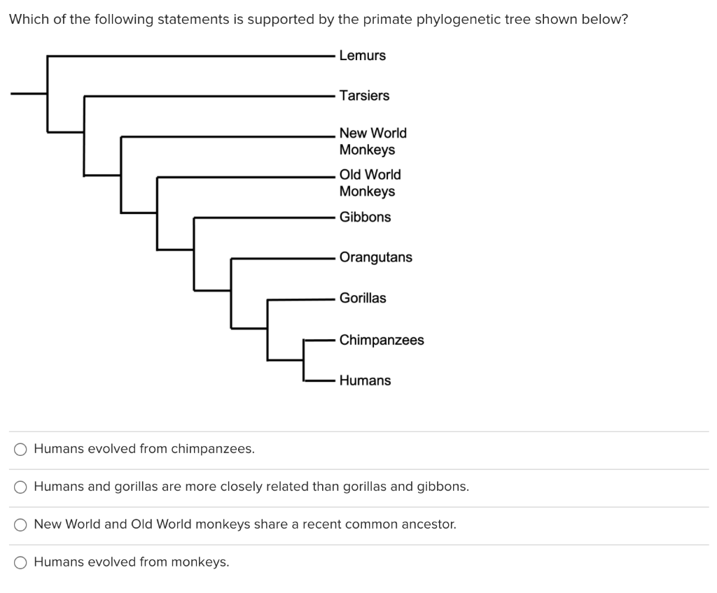 Primate Phylogenetic Tree