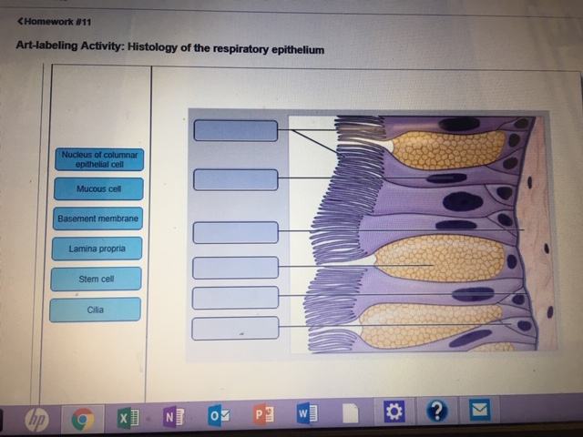 Respiratory Epithelium