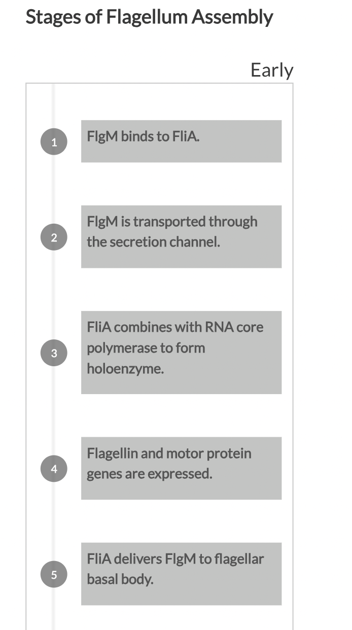 Solved Stages of Flagellum AssemblyEarlyFlgM binds to | Chegg.com