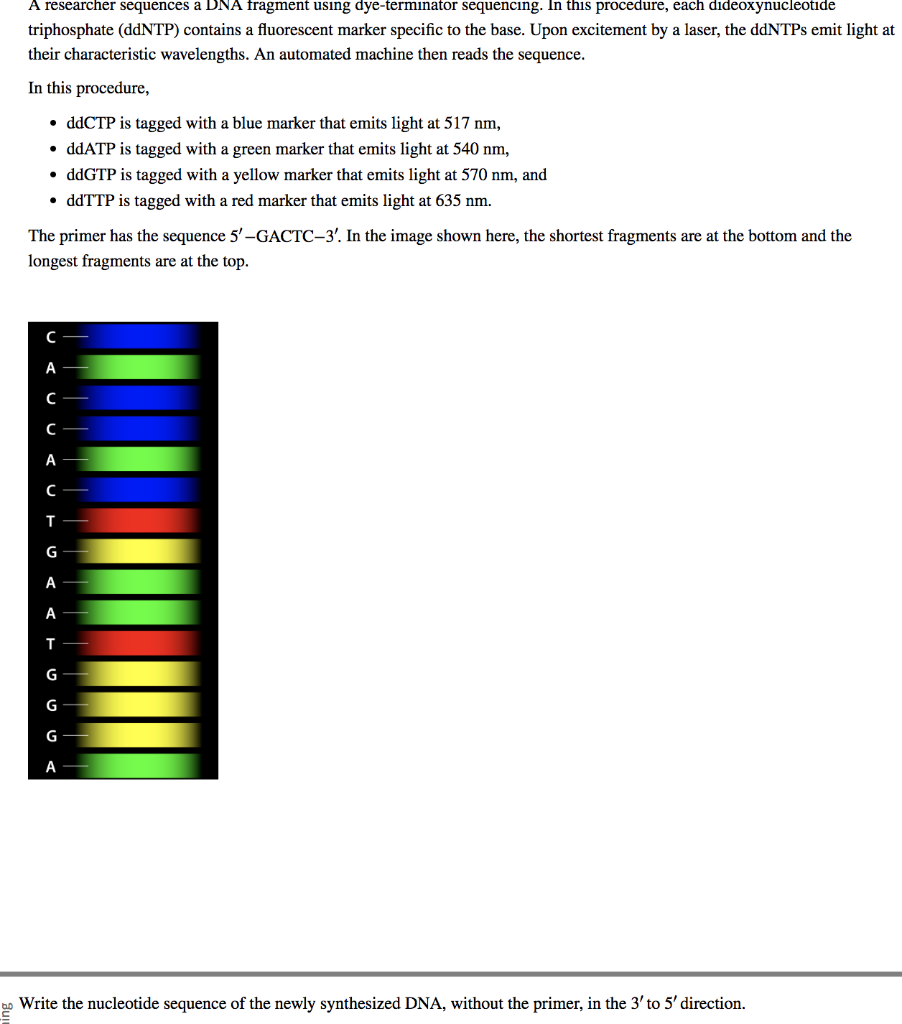 Solved Question: Write the nucleotide sequence of the newly | Chegg.com