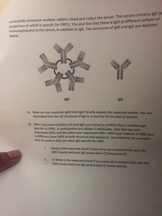 Solved successfully immunize multiple rabbits, bleed and | Chegg.com
