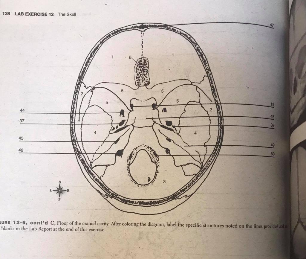 Solved 126 LAB EXERCISE 12 The Skull Coloring a matching red | Chegg.com
