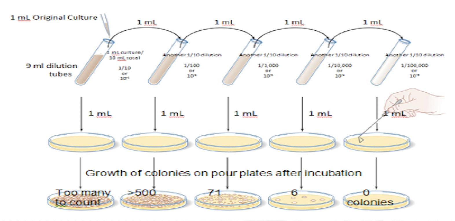 Solved Complete the table Dilution Tubes # of colonies in | Chegg.com