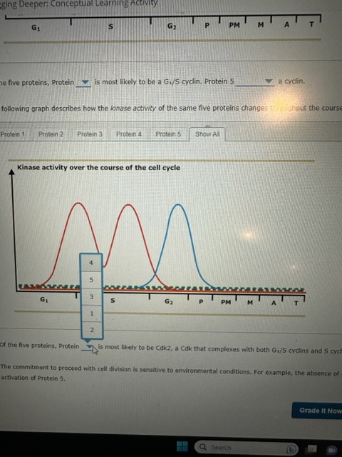 Solved Protein concentration over the course of the cell | Chegg.com