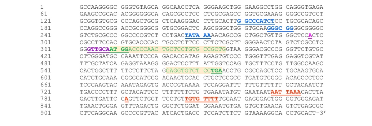 Solved A new mammalian (eukaryotic) gene has been discovered | Chegg.com