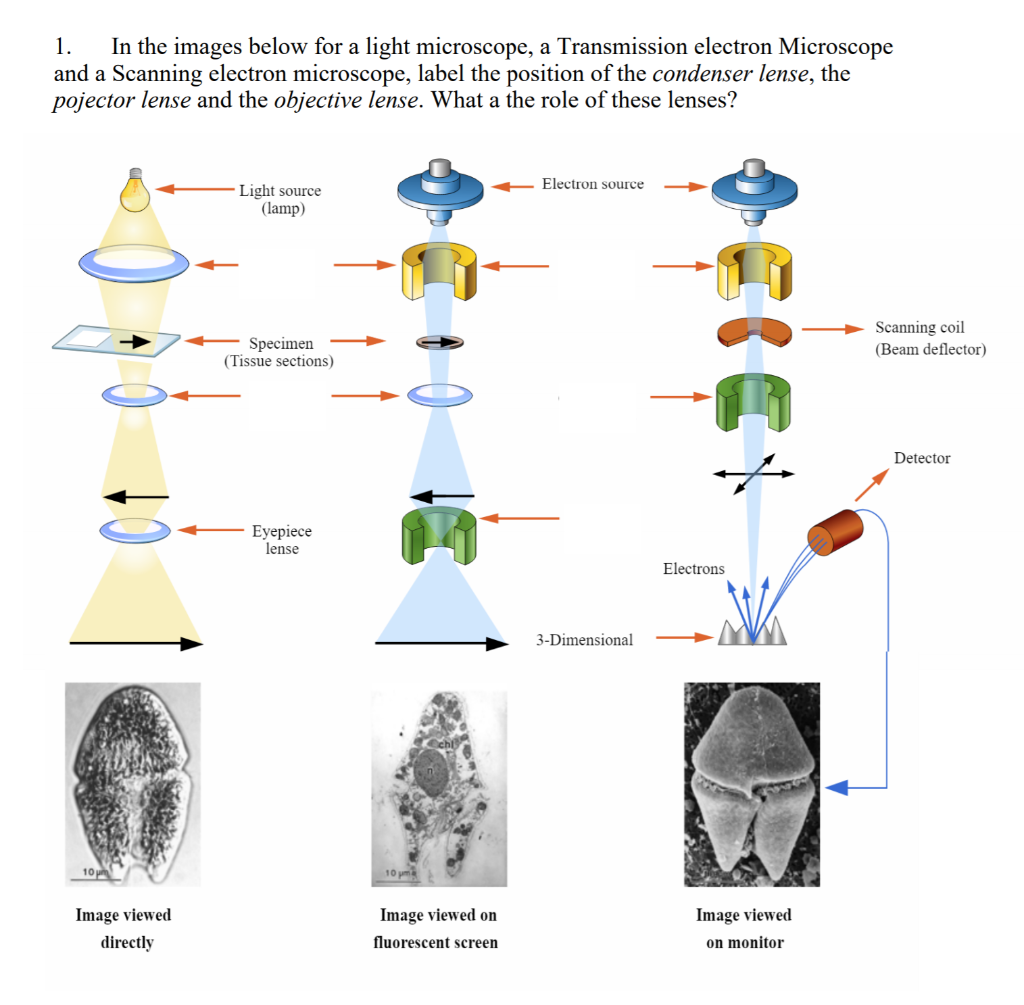 Solved 1. In the images below for a light microscope, a | Chegg.com