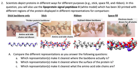 Solved 2. Scientists depict proteins in different ways for | Chegg.com