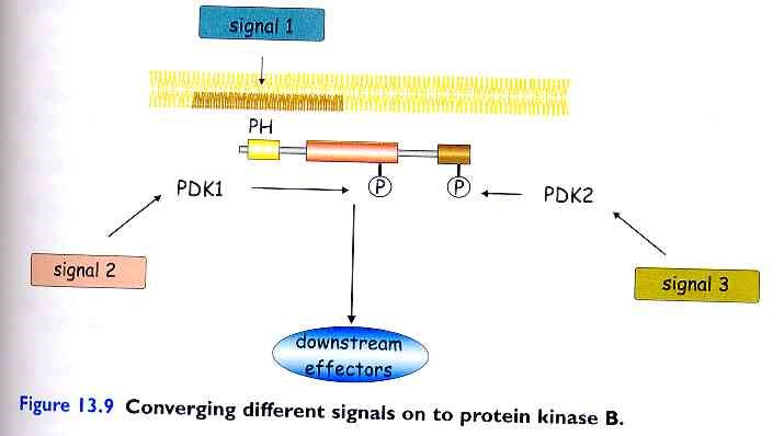 Fig.13.9 indicates the PKB activation lies at the | Chegg.com