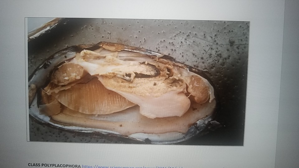 Solved CLASS POLYPLACOPHORA http/ l inama Label the | Chegg.com