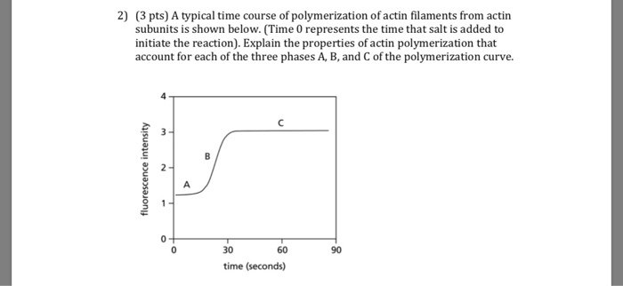 Solved 2 3 Pts A Typical Time Course Of Polymerization Of