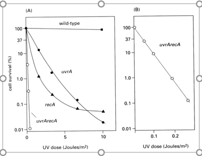 Solved Several genes in E.coli, including uvrA, uvrB, uvrC | Chegg.com
