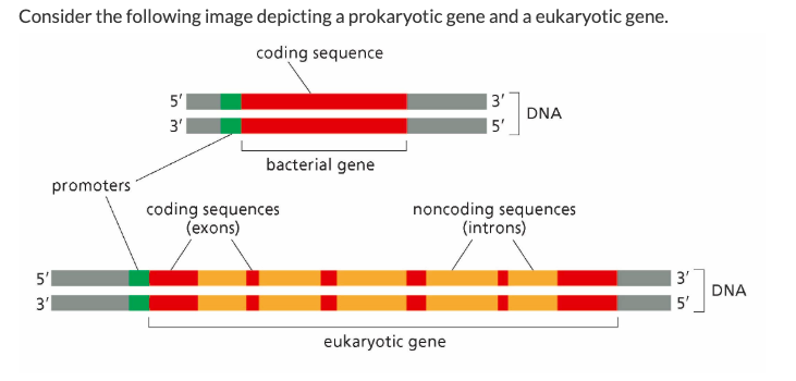 Solved Consider the following image depicting a prokaryotic | Chegg.com