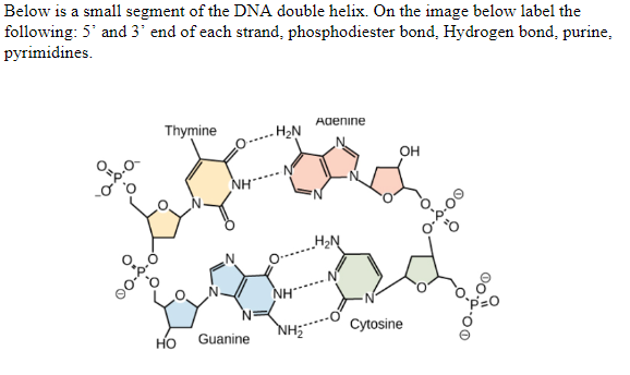 Solved Below is a small segment of the DNA double helix. On | Chegg.com