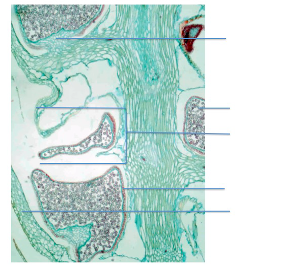 Lycopodium Strobilus Labeled
