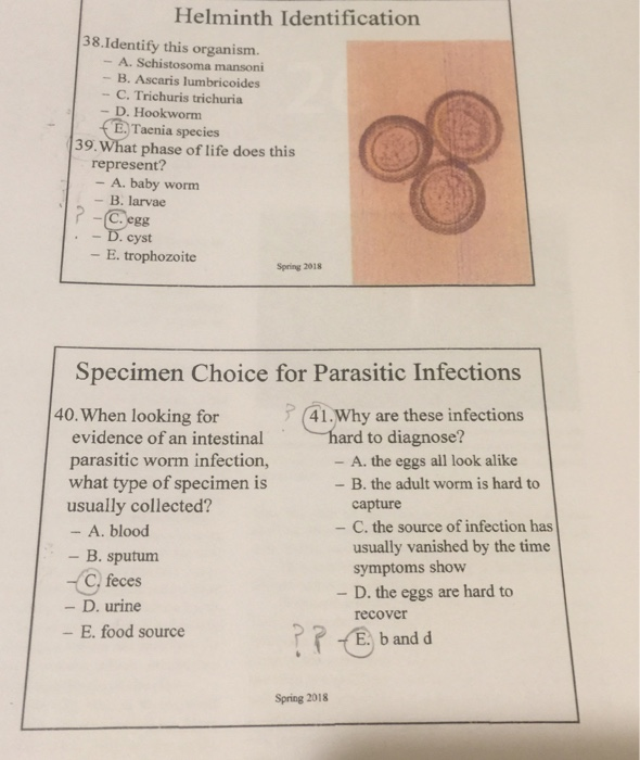 Solved Helminth Identification 38.Identify this organism. | Chegg.com