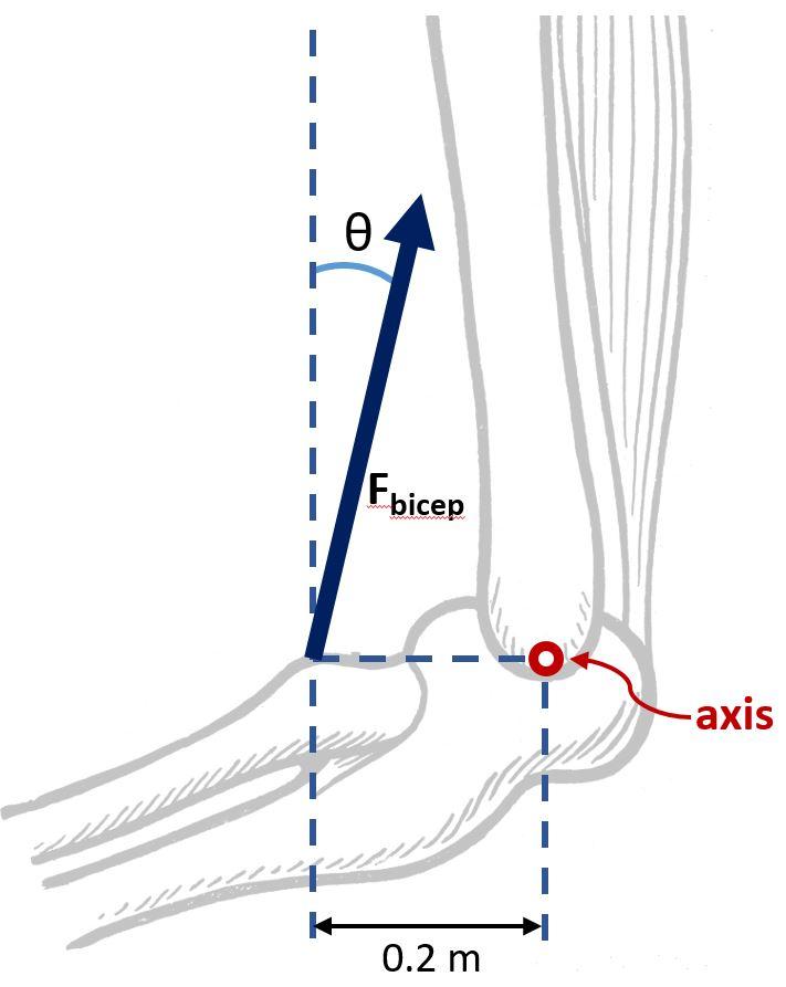 Solved A bicep muscle is applying a pulling force to a | Chegg.com