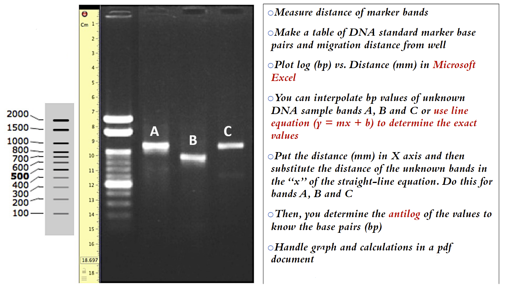 Solved oMeasure distance of marker bands -Make a table of | Chegg.com
