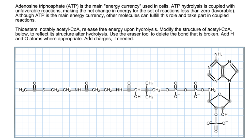 Solved Adenosine triphosphate (ATP) is the main "energy | Chegg.com