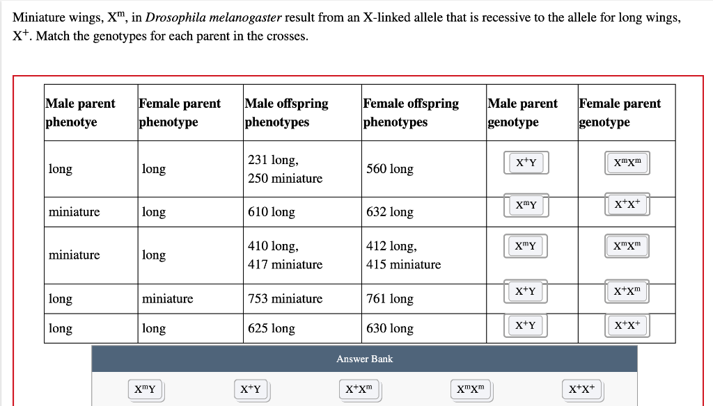 Solved Miniature wings, Xm, in Drosophila melanogaster | Chegg.com
