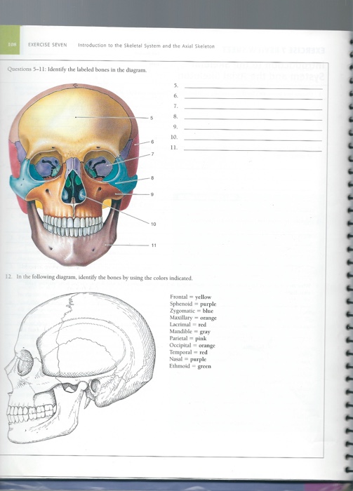 Solved Identify the labeled bones in the diagram. In the | Chegg.com