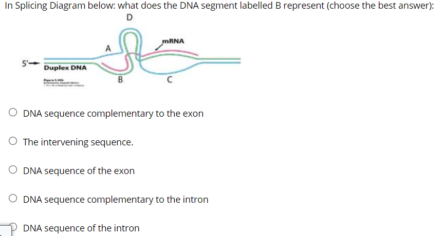 Solved In Splicing Diagram below: what does the DNA segment | Chegg.com