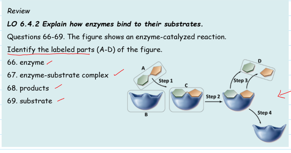 Solved Review LO 6.4.2 Explain how enzymes bind to their | Chegg.com