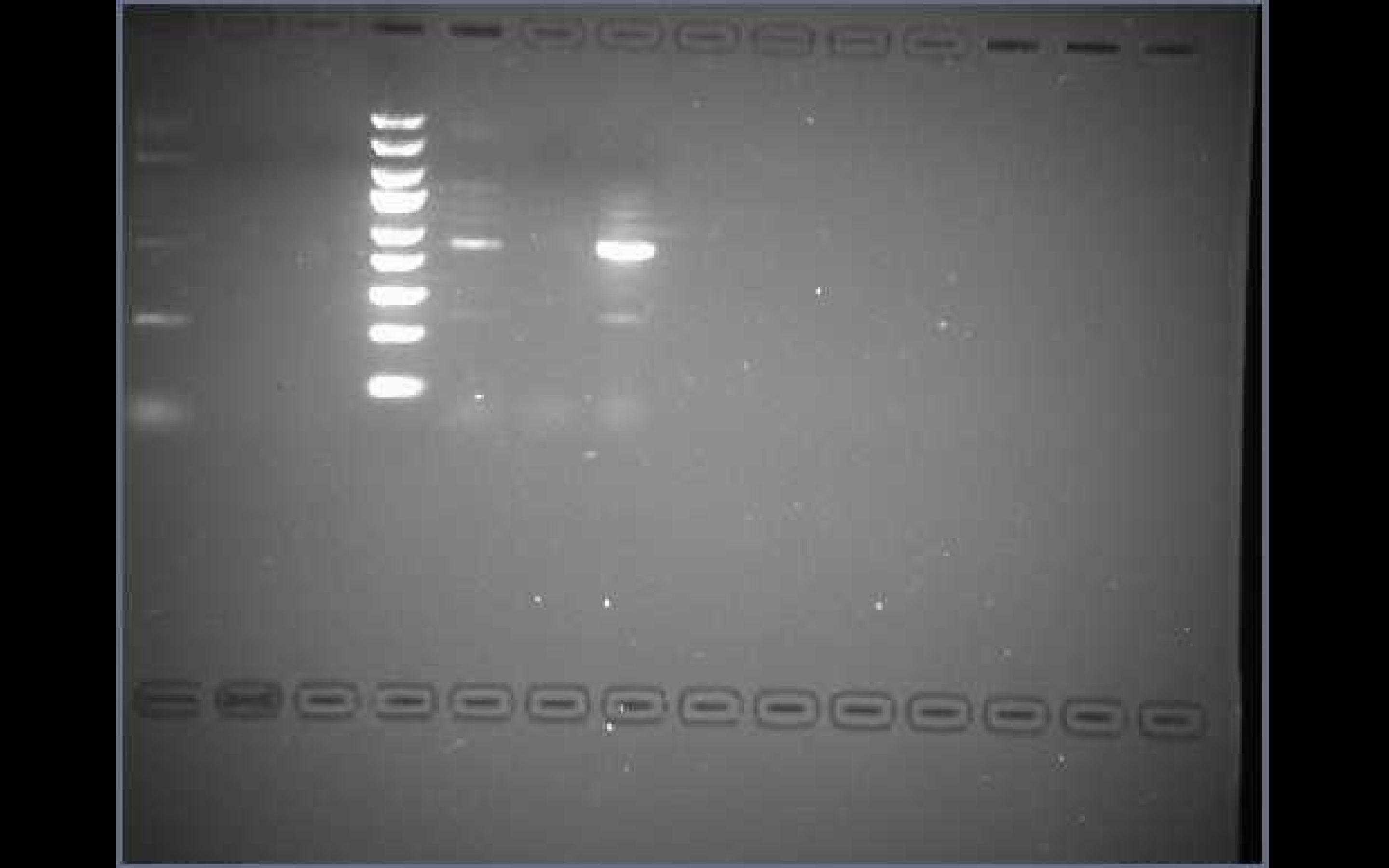 Solved Look at the PCR image provided and analyze your PCR | Chegg.com