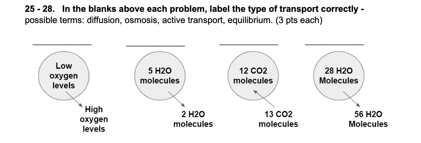 Solved 25 - 28. ﻿In the blanks above each problem, label the | Chegg.com