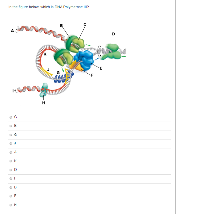 Solved In the figure below, which is DNA Polymerase III? | Chegg.com