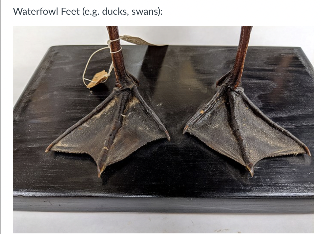 Solved Below are photographs of feet of four different types | Chegg.com