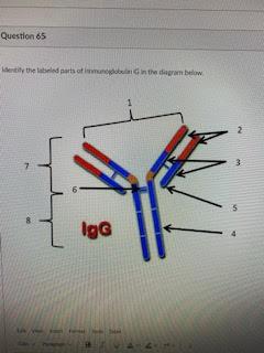 Solved Question 85 Identity the labeled person in the grom | Chegg.com