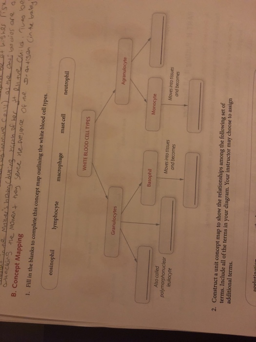 Solved B. Concept Mapping 1. Fill in the blanks to complete | Chegg.com Solved B. Concept Mapping 1. Fill in the blanks to complete | Chegg.com