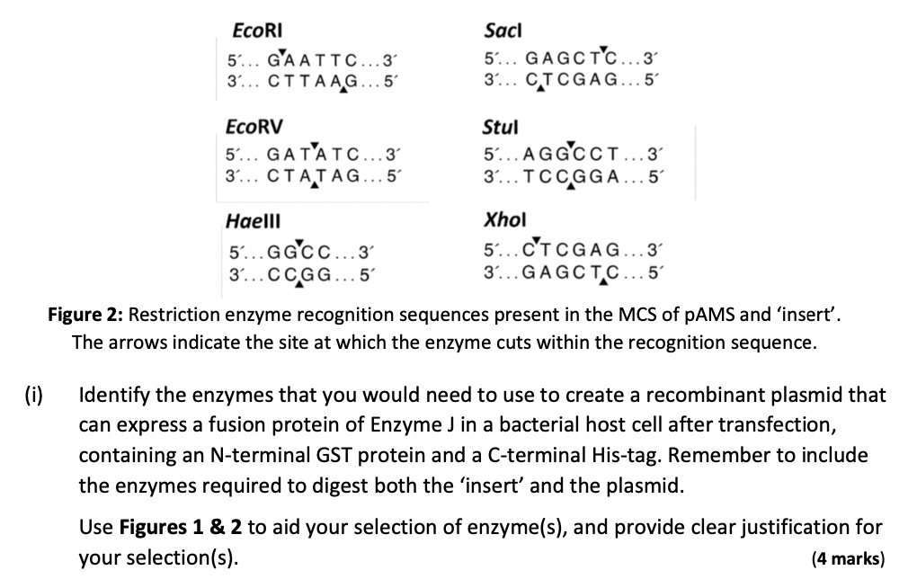 Solved Firstly, you need to construct the recombinant | Chegg.com