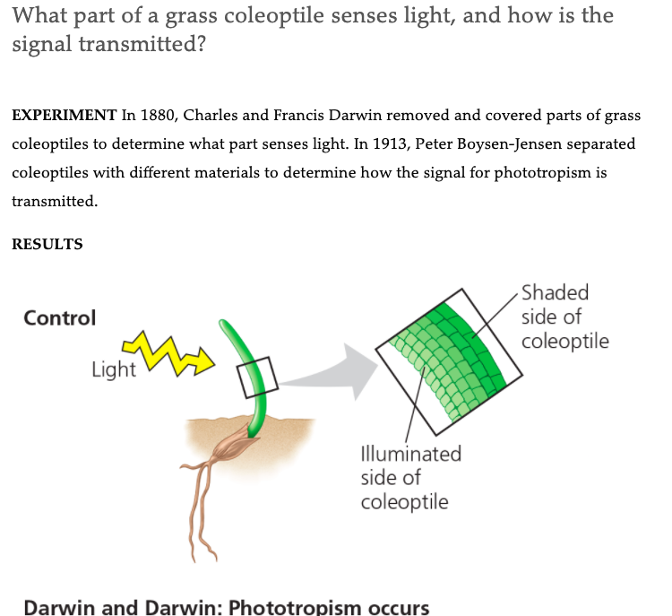 Solved What part of a grass coleoptile senses light, and how | Chegg.com