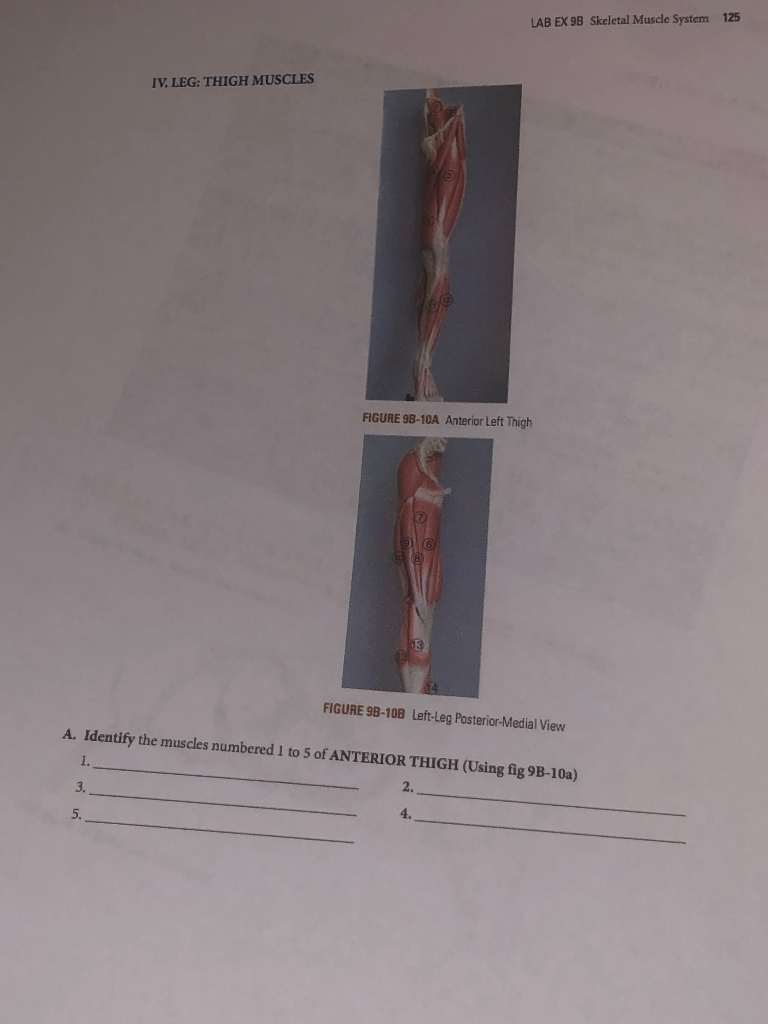 Solved III. Lab Activity 10-1: Identification of Nerve | Chegg.com