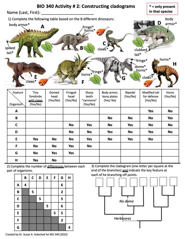 Solved BIO 340 Activity 2 Constructing Cladograms 