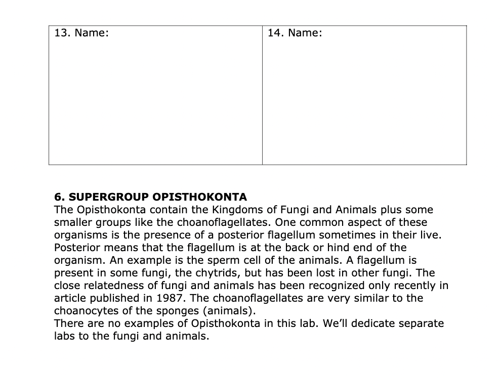 Solved 3. SUPERGROUP RHIZARIA Rhizarians are unicellular | Chegg.com