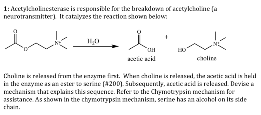 Acetylcholinesterase is responsible for the breakdown | Chegg.com
