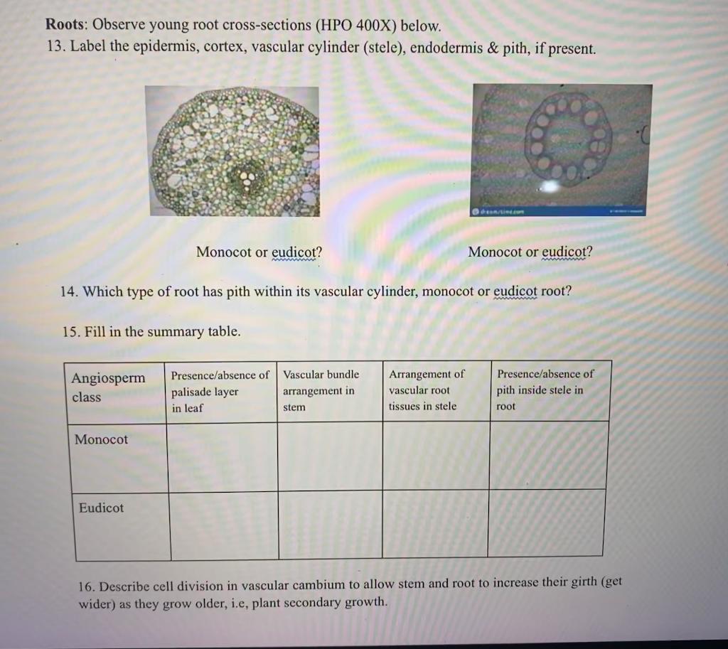 Solved Roots: Observe young root cross-sections (HPO 400X) | Chegg.com