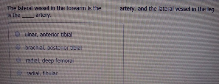 Solved The lateral vessel in the forearm is theartery, and | Chegg.com