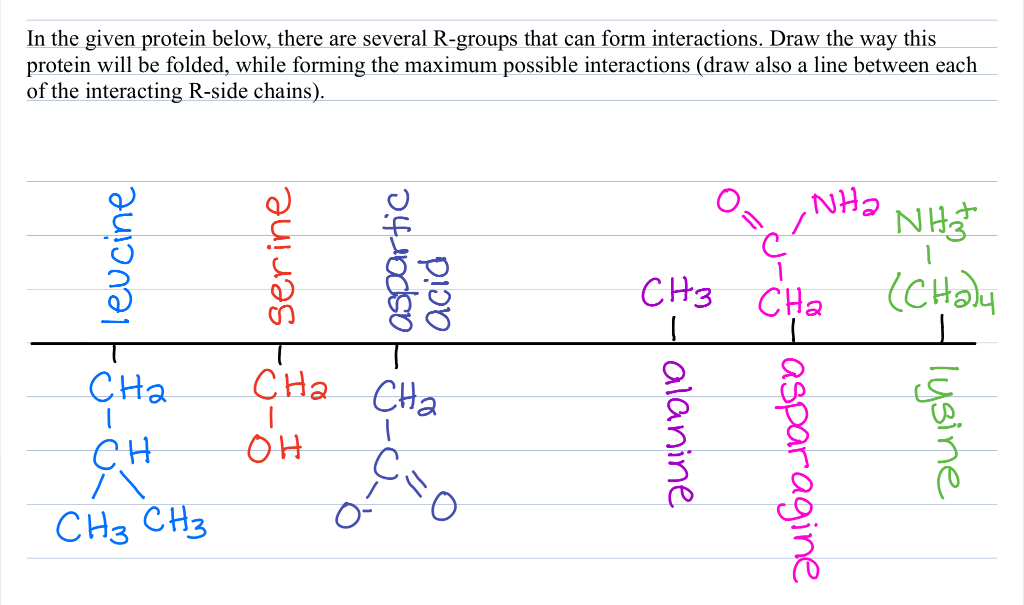 Solved In the given protein below, there are several | Chegg.com