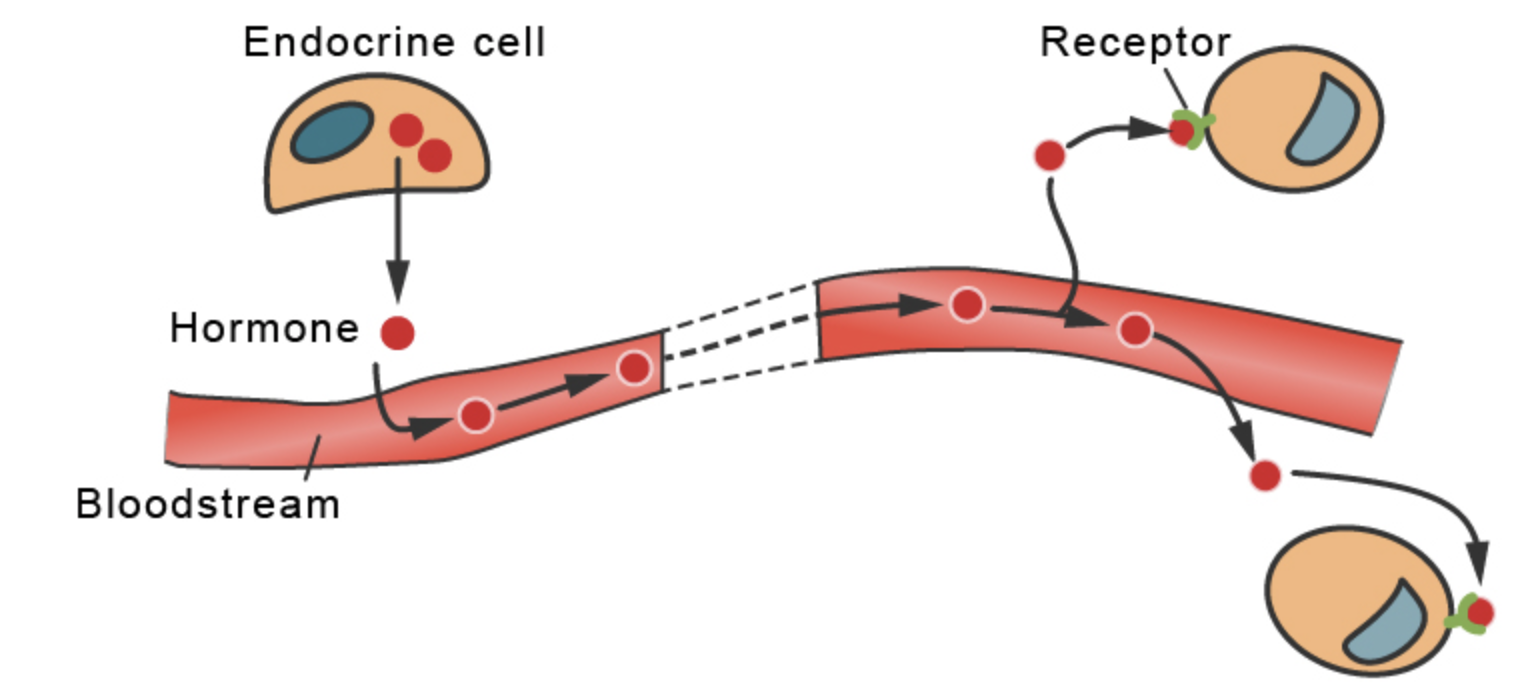 Solved The pituitary gland starts sending out hormones into | Chegg.com
