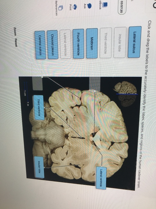 Solved Click and drag the labels to the accurately identify | Chegg.com