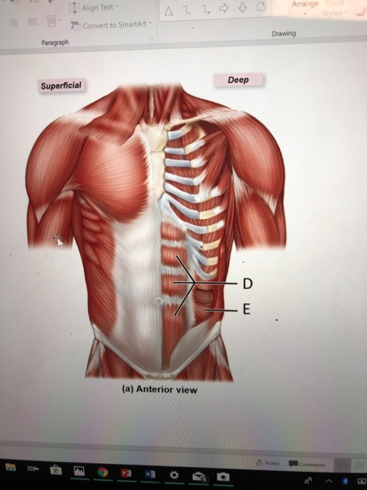Solved QUESTION 1 Please match the muscles indicated on the | Chegg.com