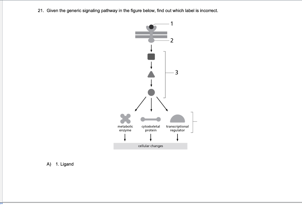 Solved 21. Given the generic signaling pathway in the figure | Chegg.com