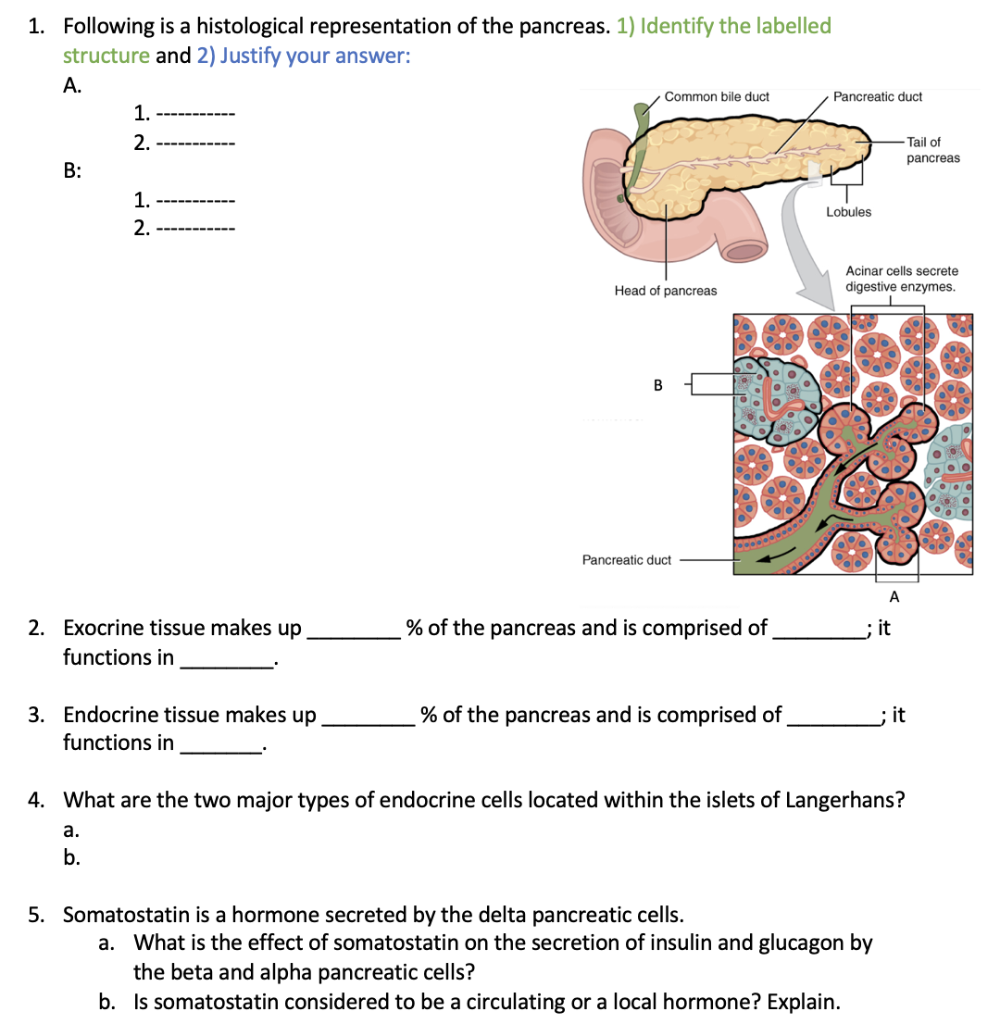 Solved 1. Following is a histological representation of the | Chegg.com