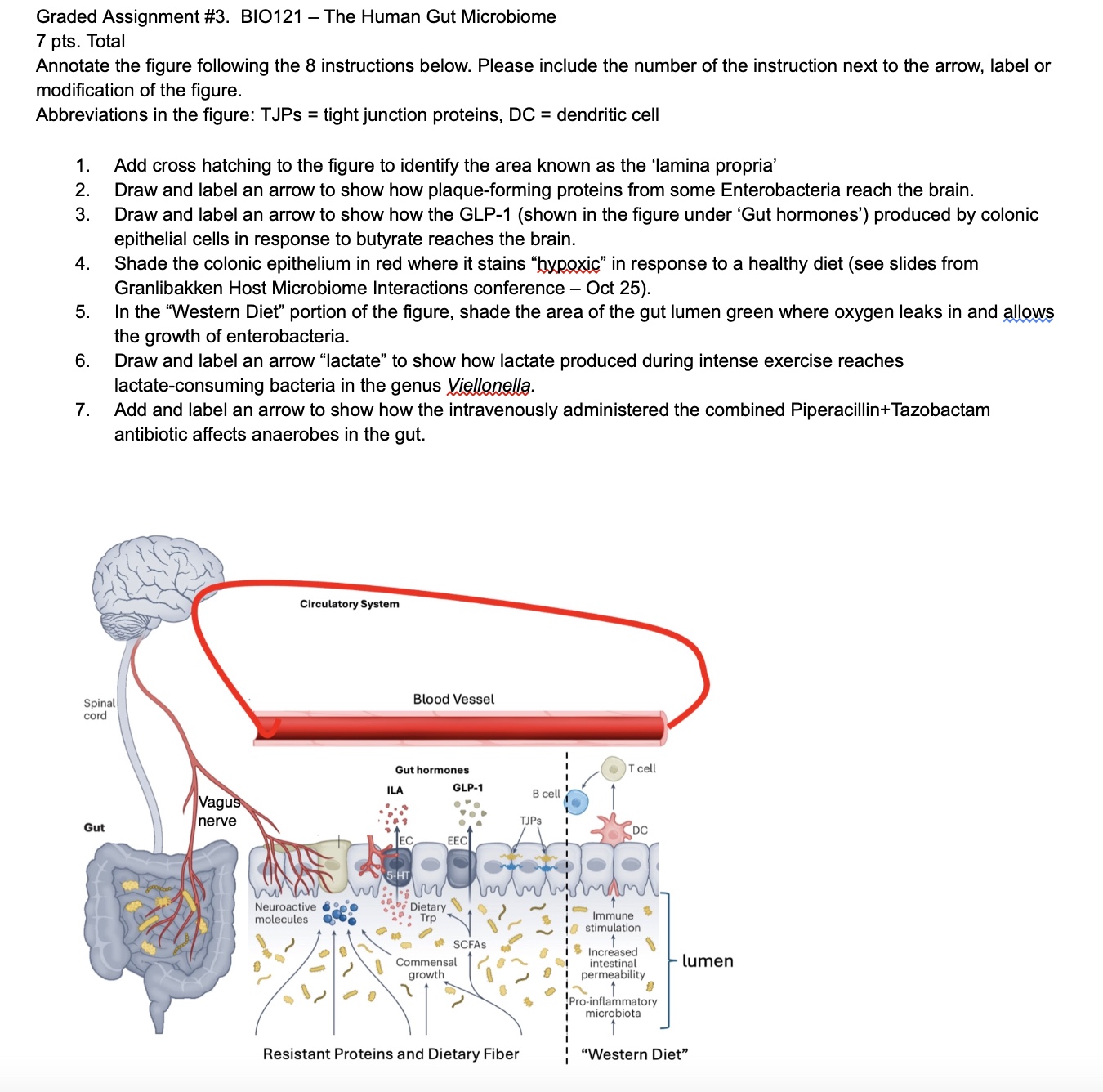 Solved Annotate the figure following the 8 ﻿instructions | Chegg.com